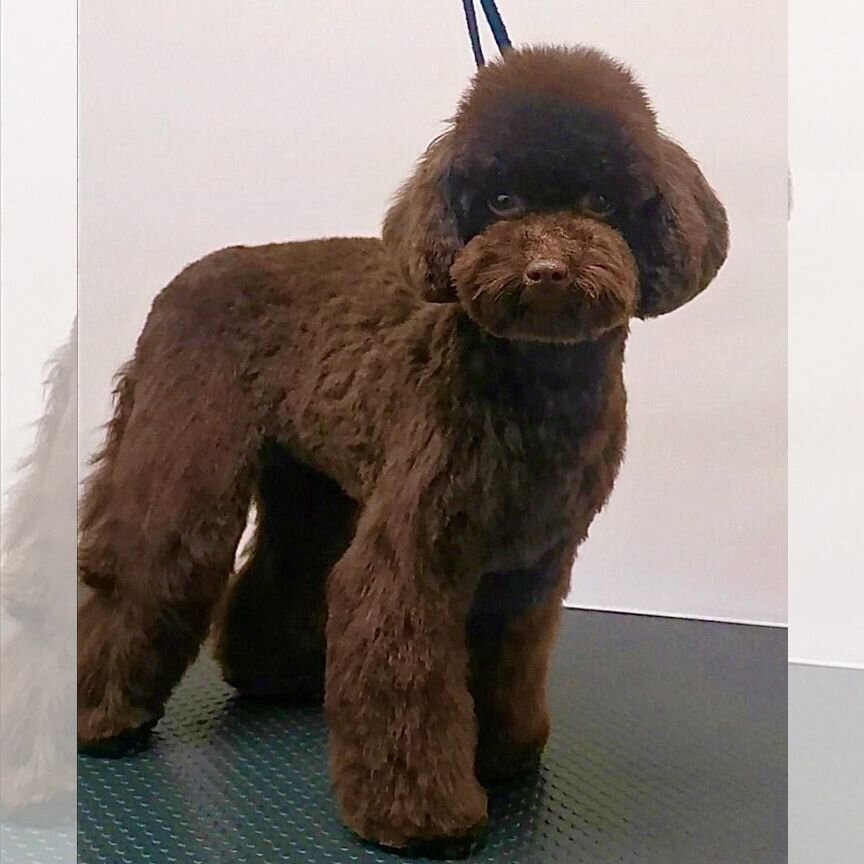 Той-пудель, взрослый пёс