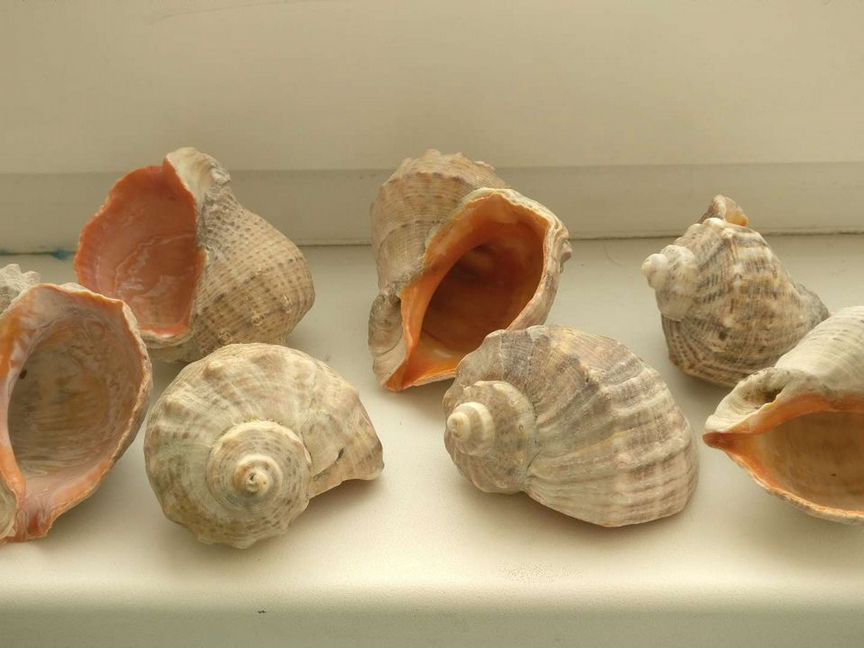 Раковины рапанов