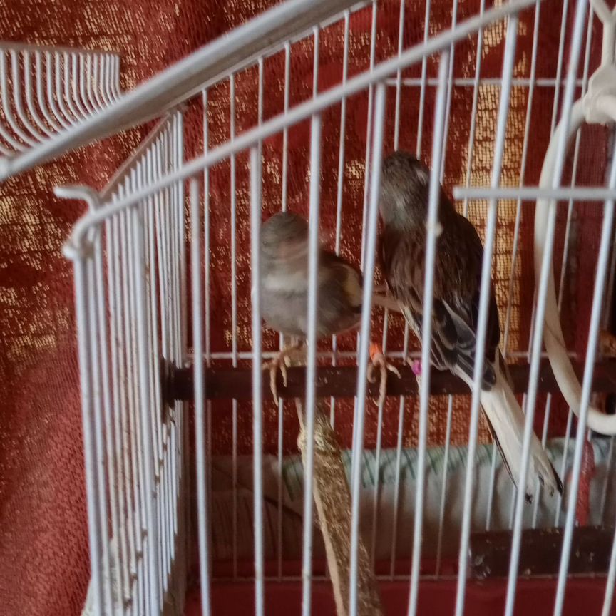 Канарейки пара серо белые 1 год