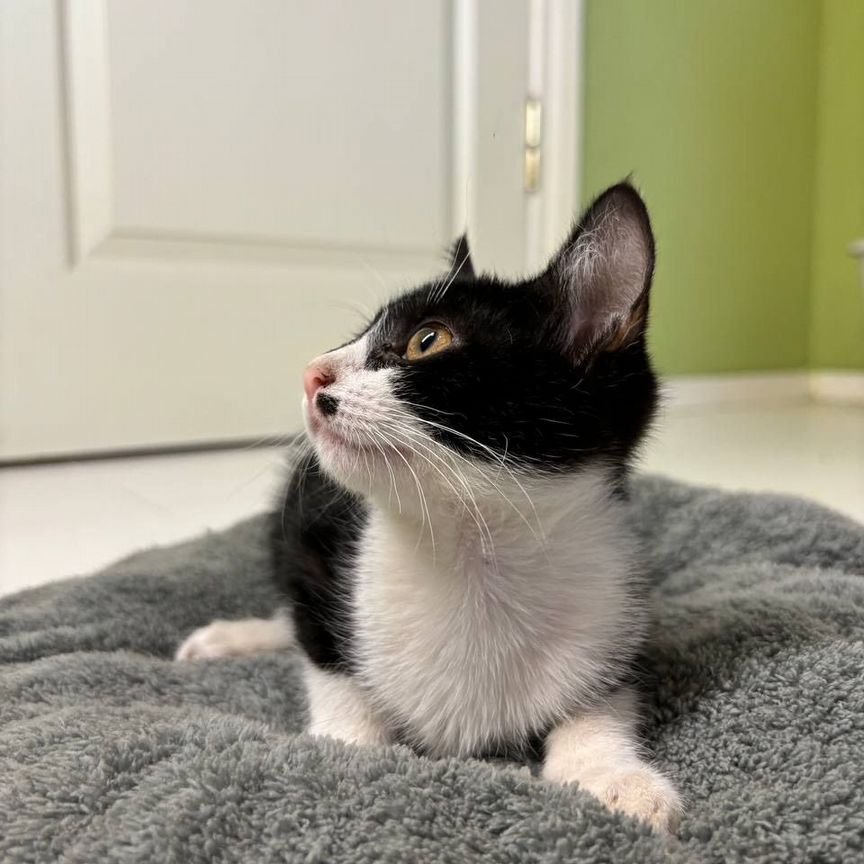 Котейка Милашка