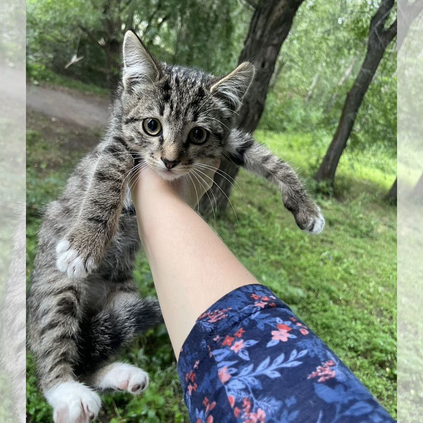 Котенок мальчик
