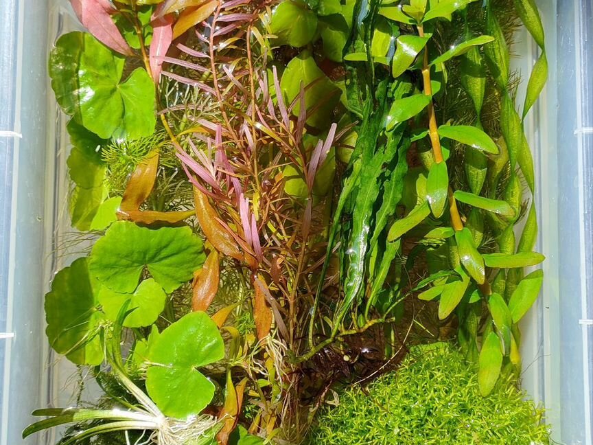 Набор неприхотливых растений для аквариума