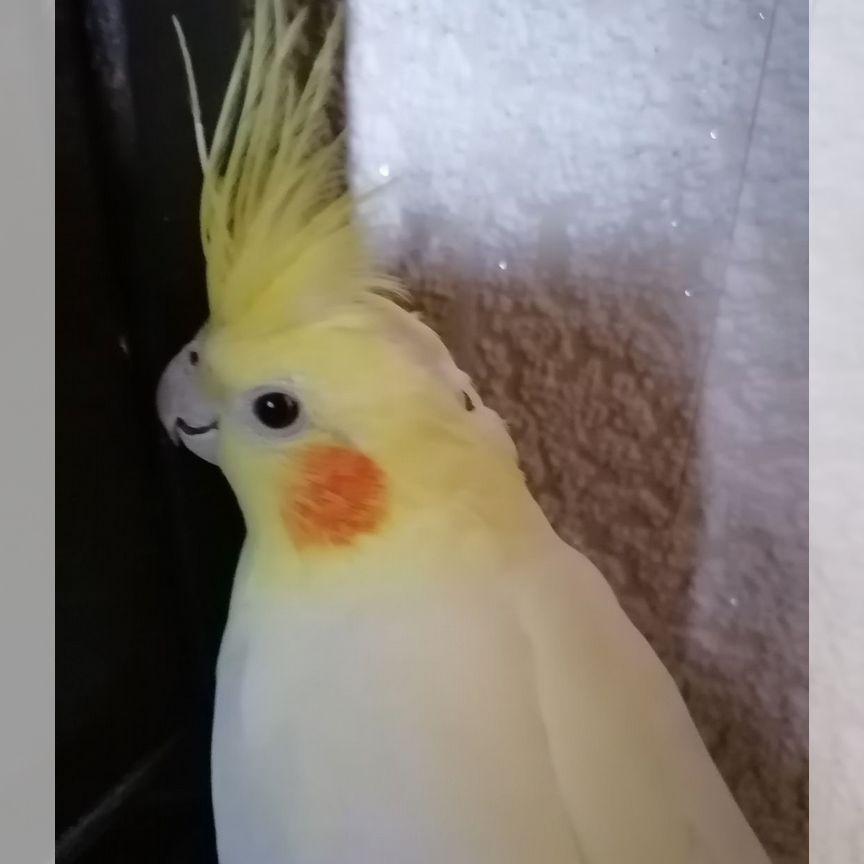 Попугай корелла девочка резерв до 19 сентября