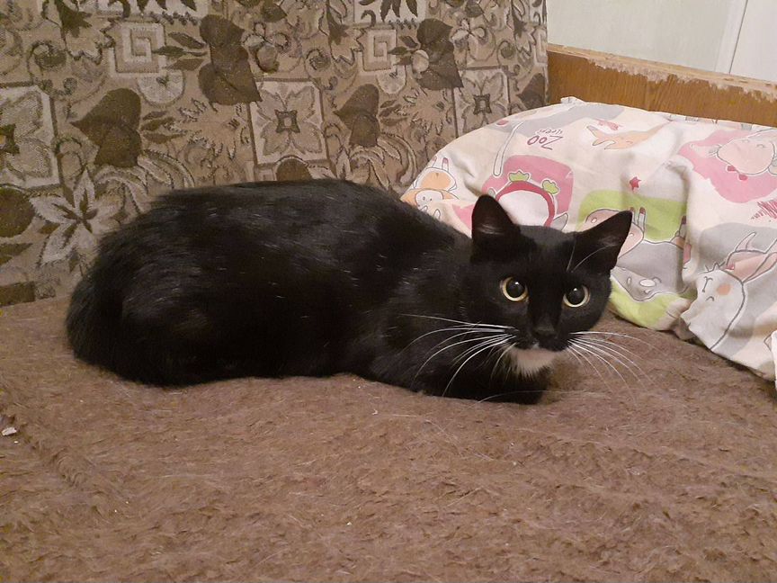 Кошка Полли в добрые руки