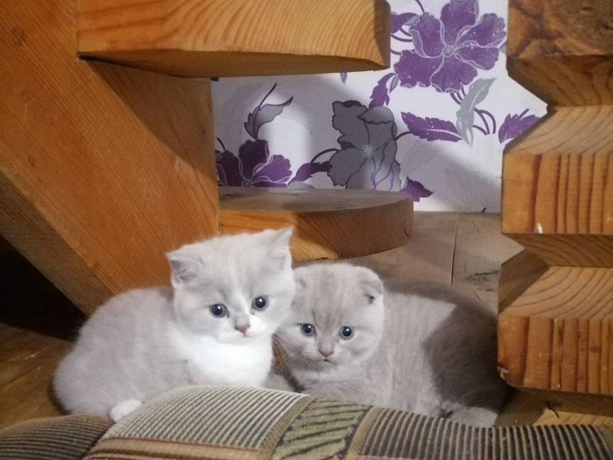 Чистокровные шотландские котята, 2 девочки