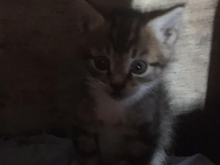 Кошка в дар бесплатно