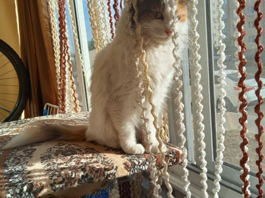Кошечка в добрые руки