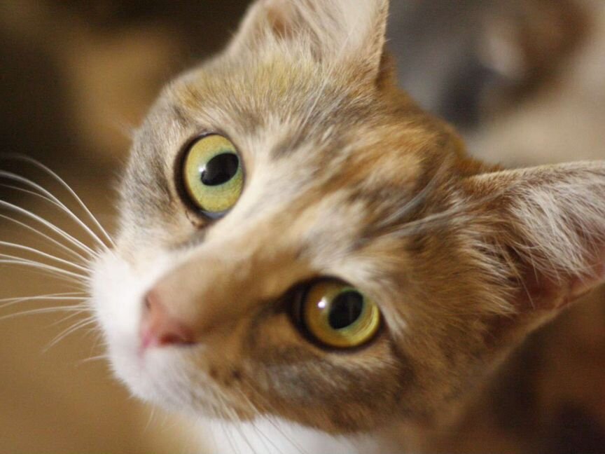 Кошки