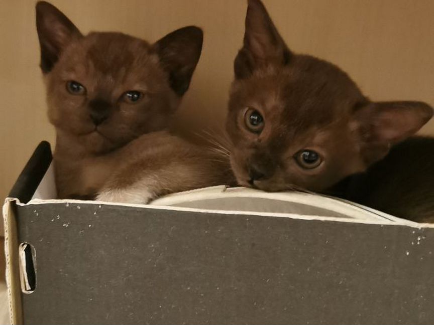 Бурманские котята