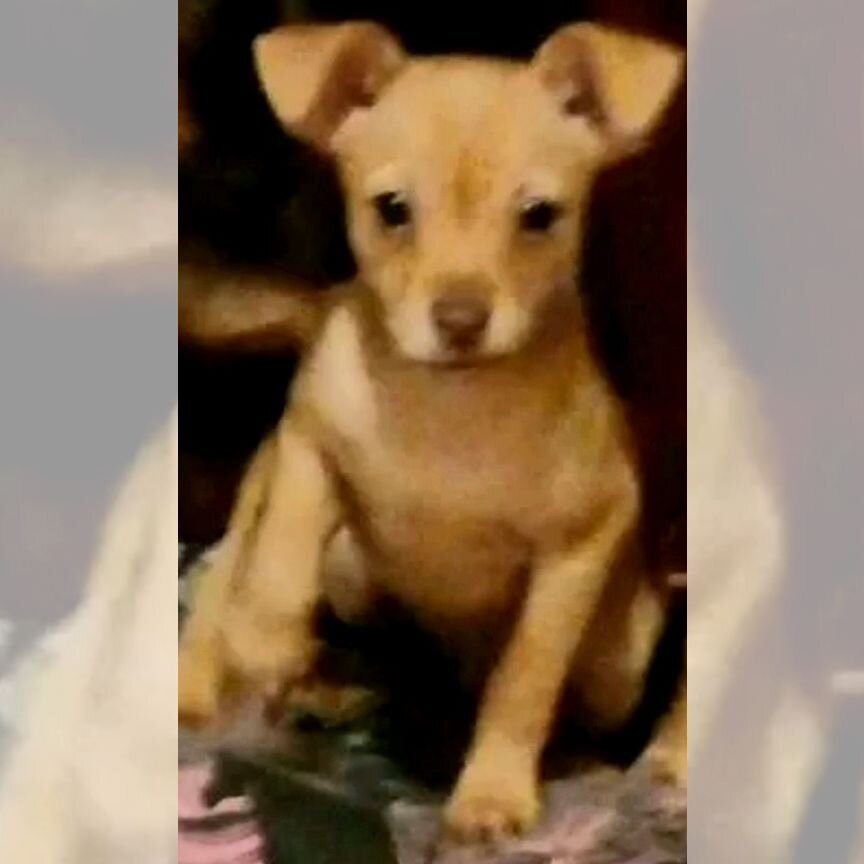 Русский той-терьер, щенок