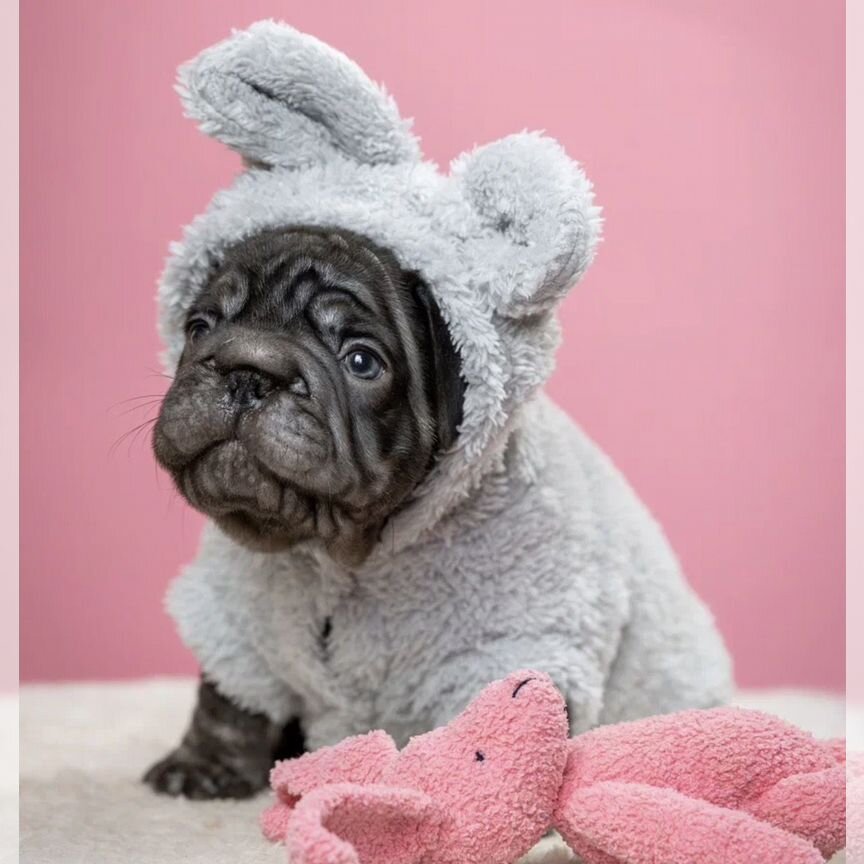 Французский бульдог, щенок