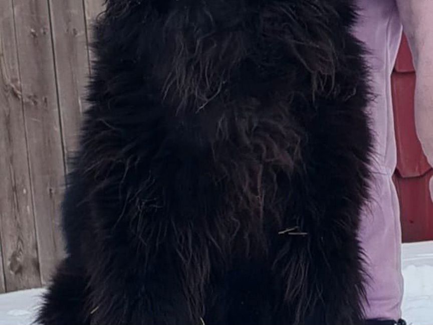 Ньюфаундленд мальчик 10 мес. с РКФ