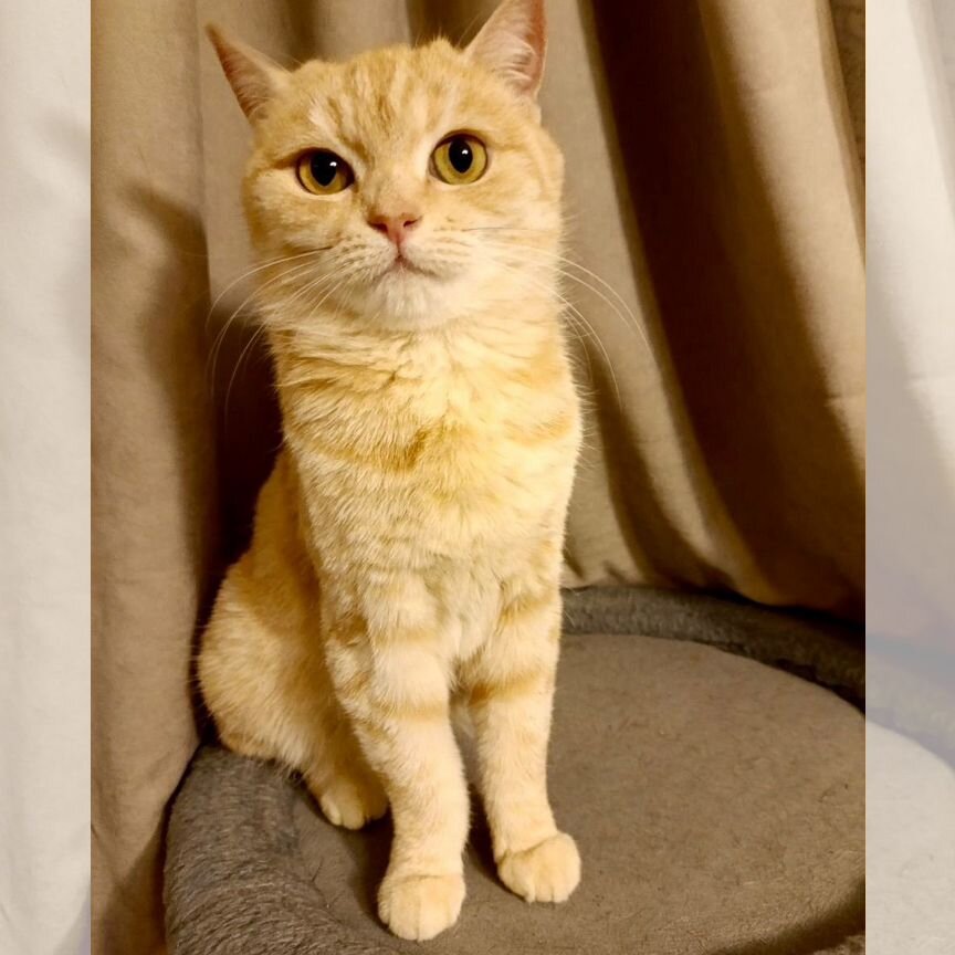 Кошечка ласковая