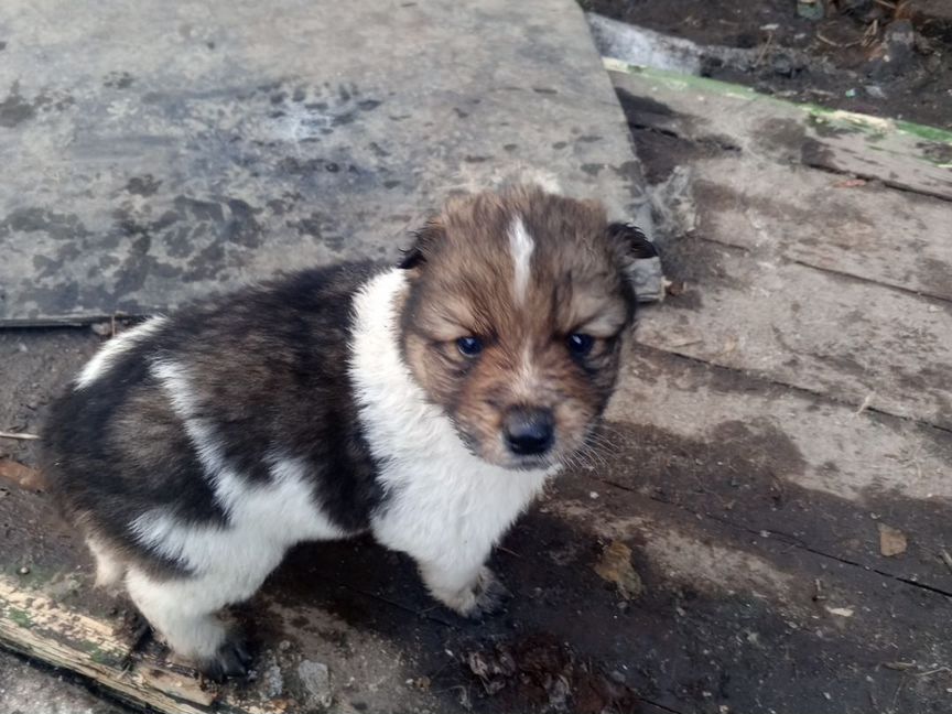 Собака в добрые руки