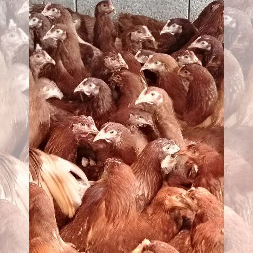 Куры молодки