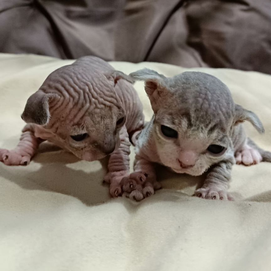 Канадский сфинкс котята