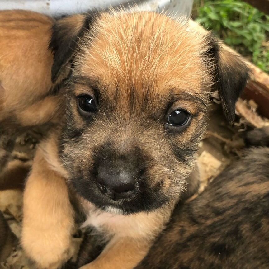 Отдам в добрые руки