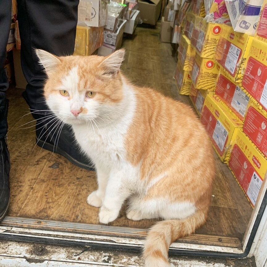 Рыжик ищет семью