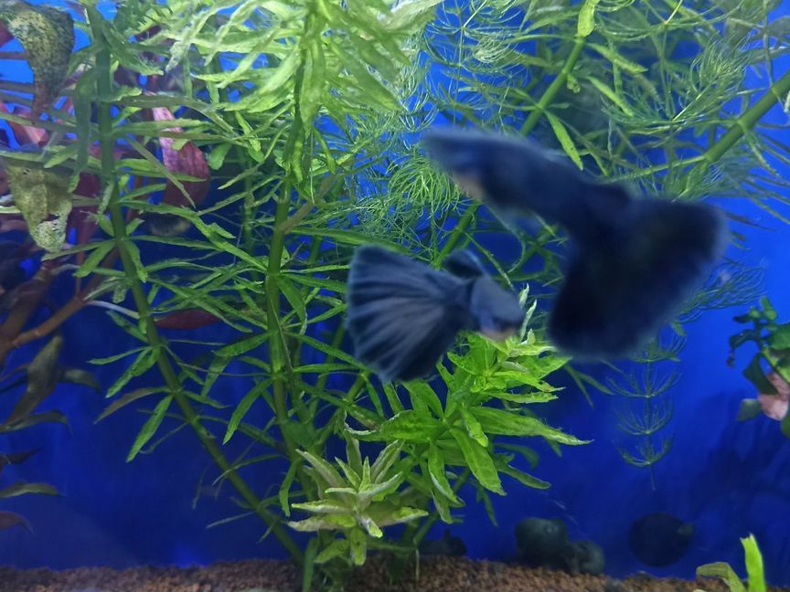 Гуппи Сине-черные