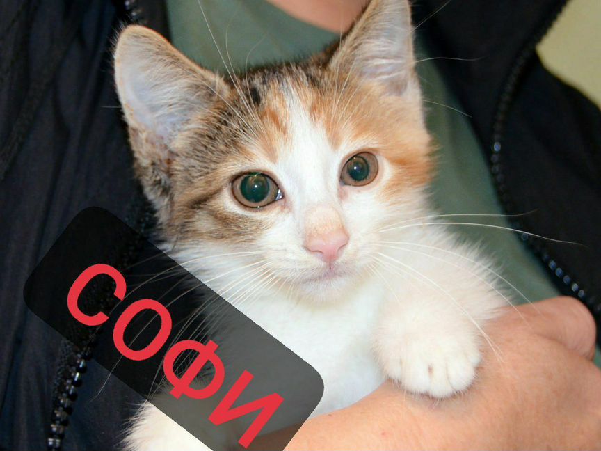 Котенок девочка трехцветная