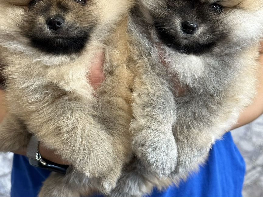 Померанский мини шпиц