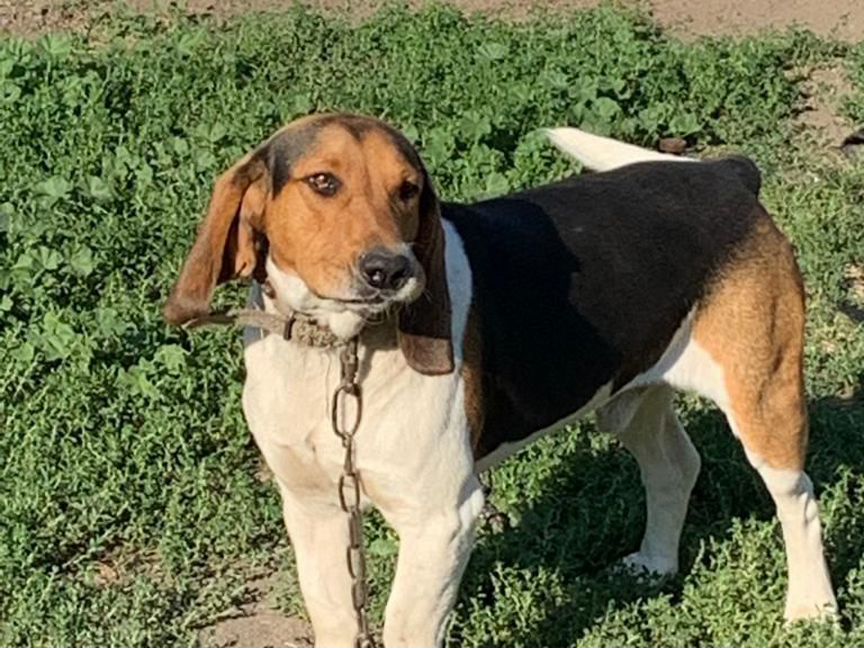 Эстонская гончая щенки