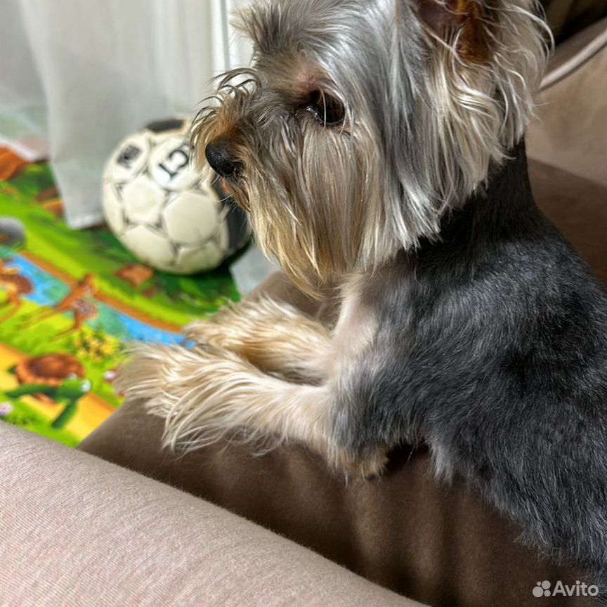 Собака в добрые руки щенок йорк
