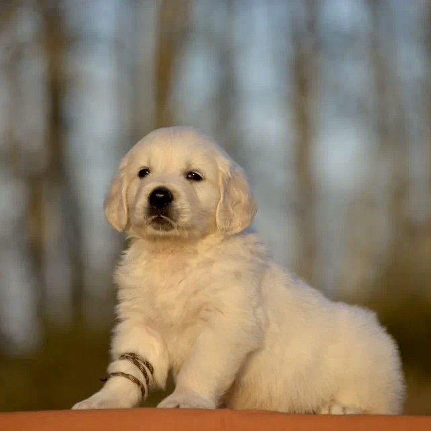 Золотистый ретривер