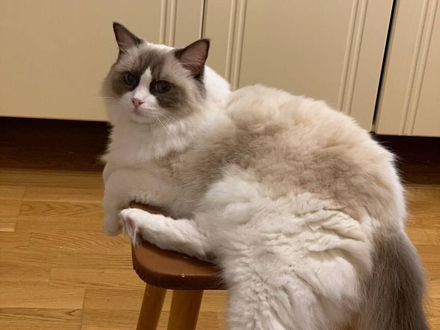 Ищу любящий дом