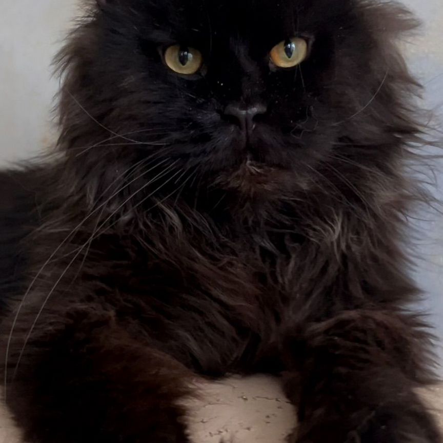 Племенные коты мейнкуны