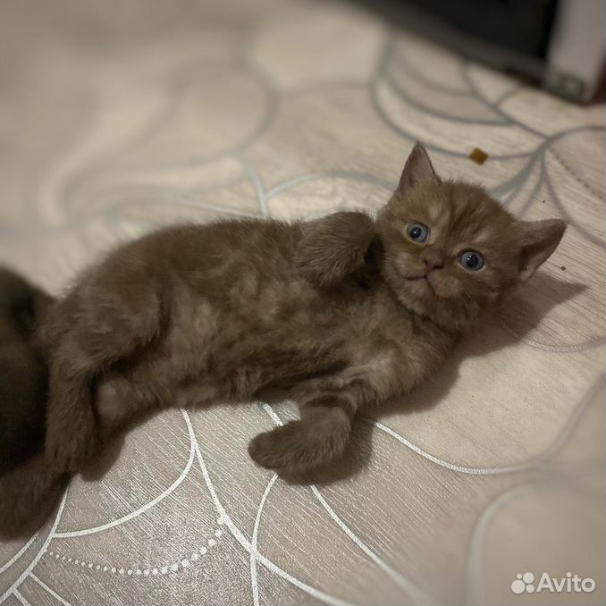 Британские котята