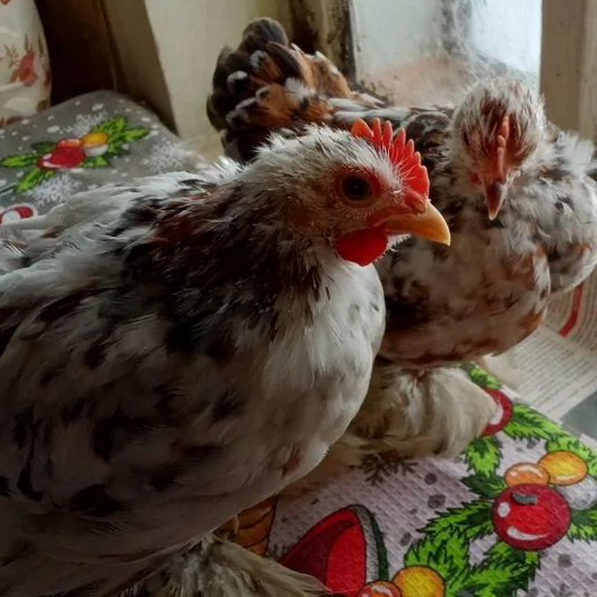 Продам карликовых кохинхинов (куры)