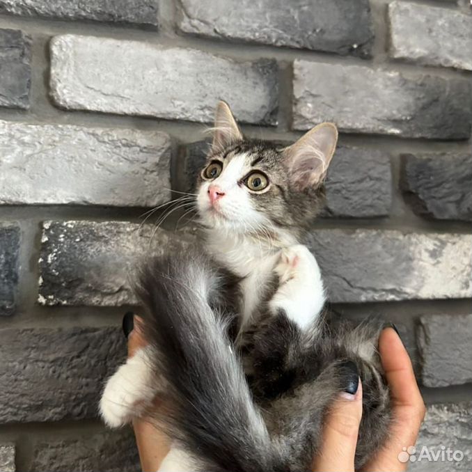 Чудо,как хороша девочка котенок Ладушка