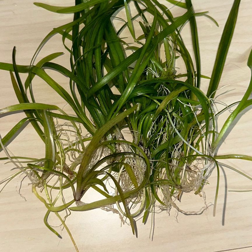 Аквариумные растения