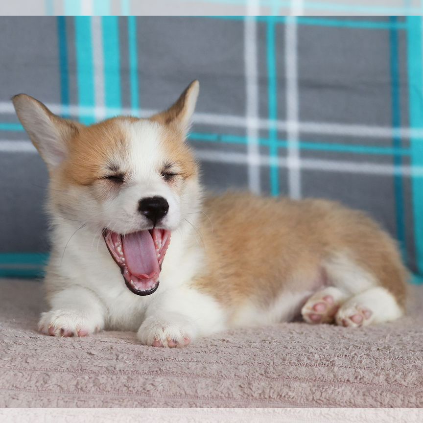 Вельш Корги Пемброк, щенок