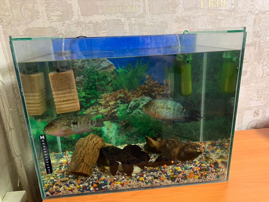 Аквариум с рыбкамии