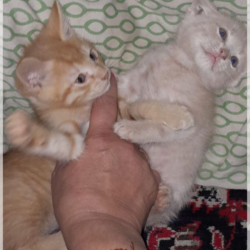 Котята в добрые руки
