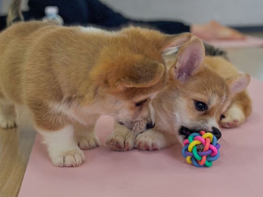 Супер детки Корги Пемброк