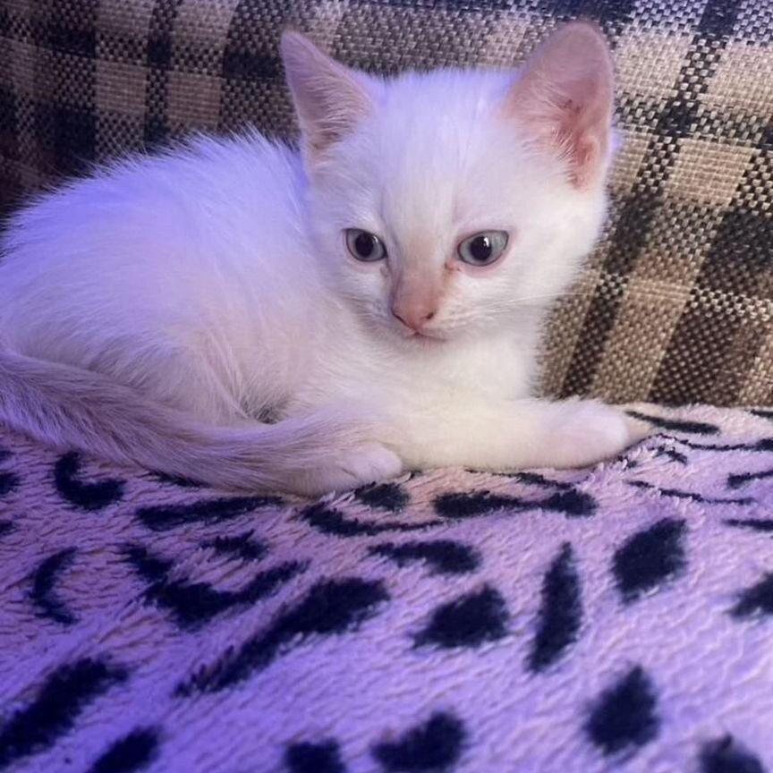Маскарадные котята