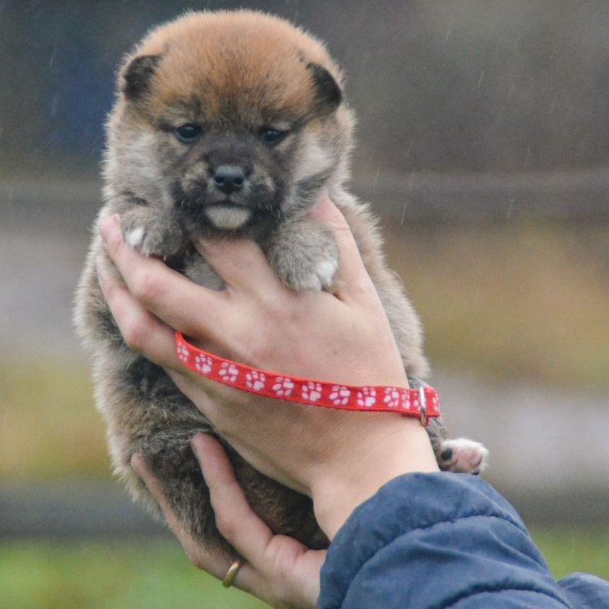 Сиба-ину, щенок