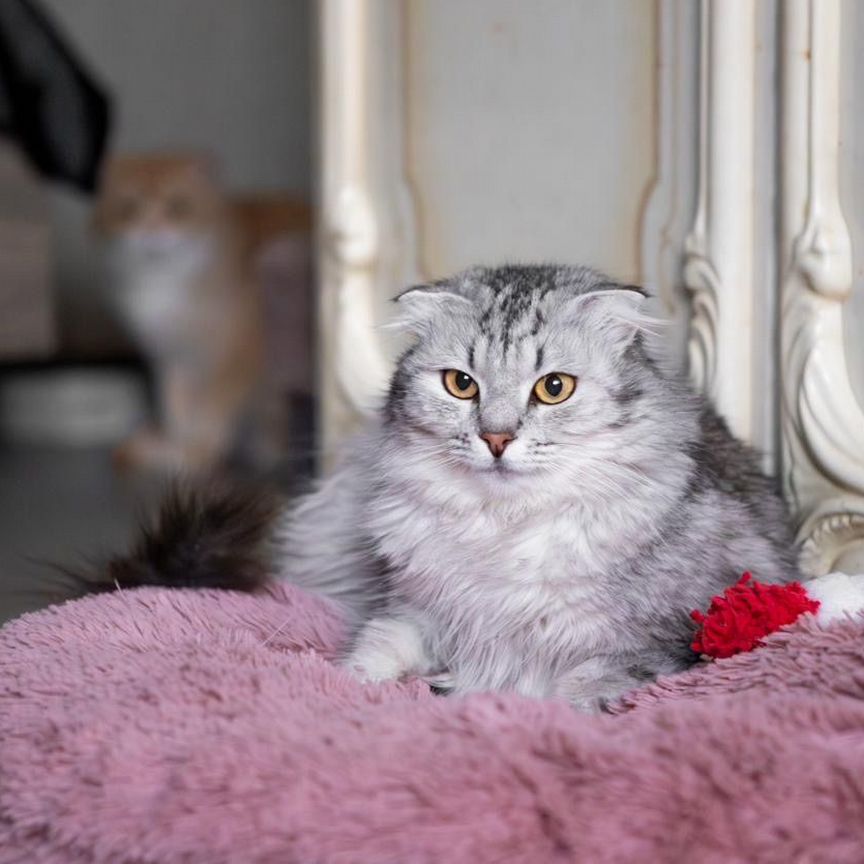 Шотландский вислоухий длинношёрстный котёнок