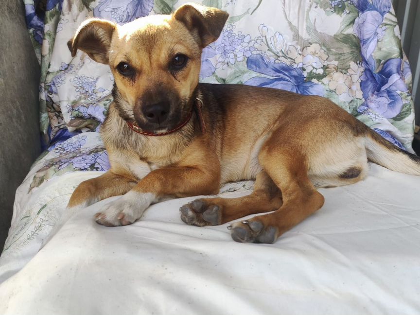 Ася маленькая собачка