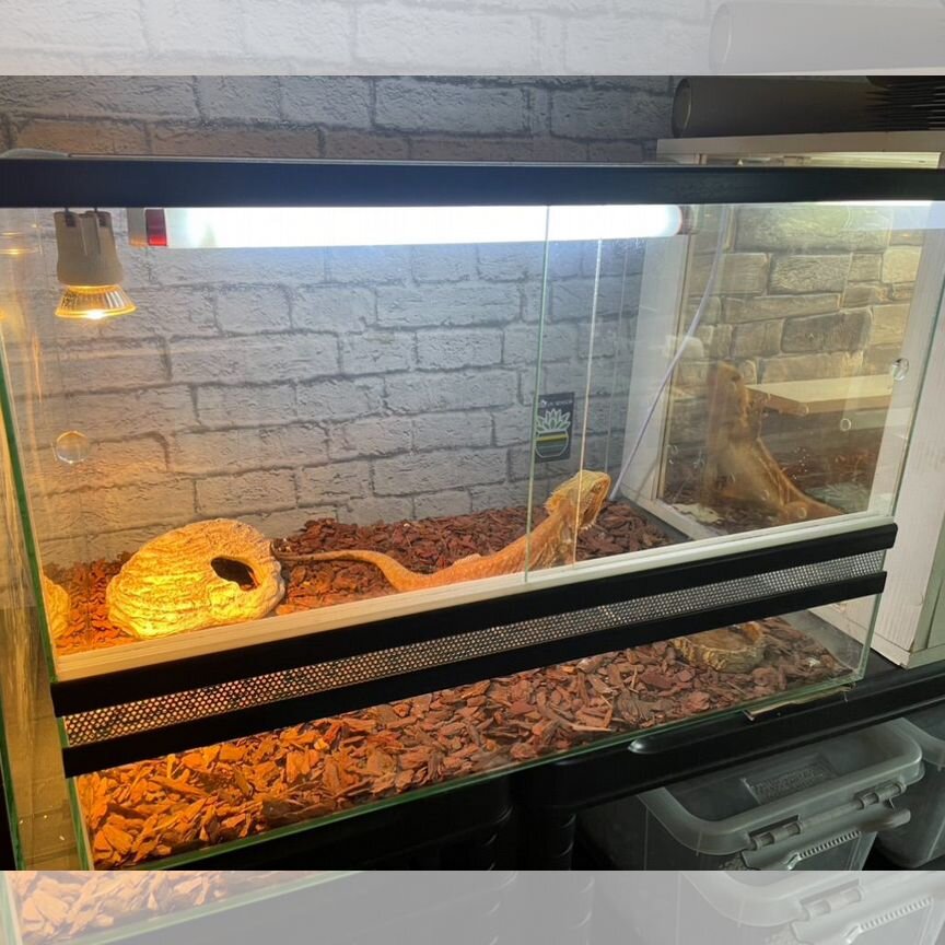 Террариум для агамы