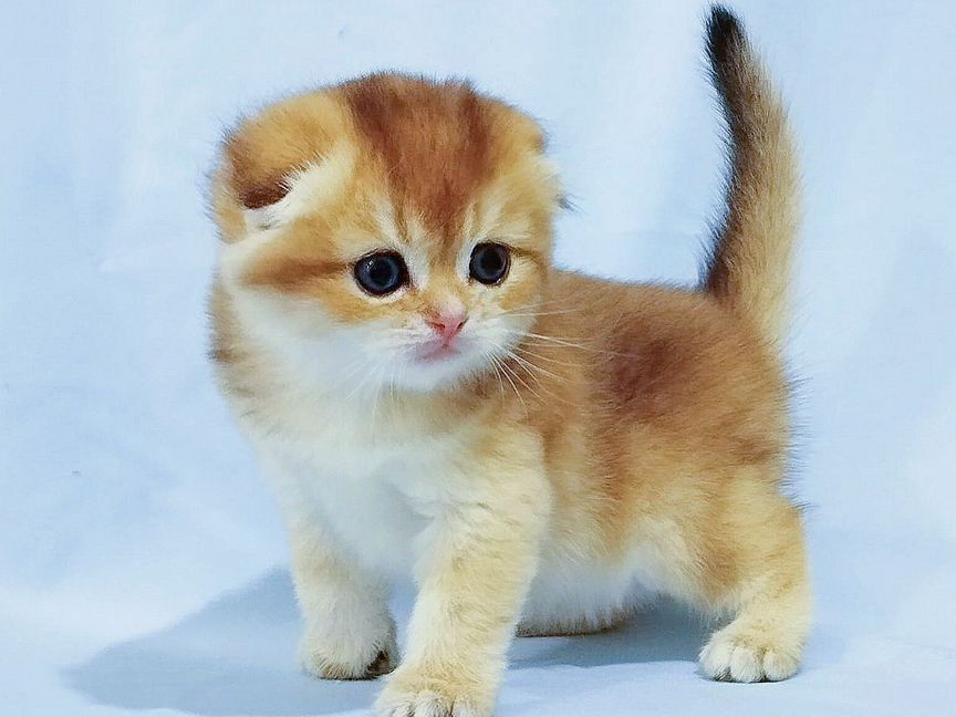 Золотая вислоухая девочка