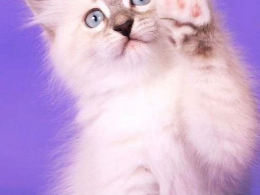 Невские маскарадные пушистики