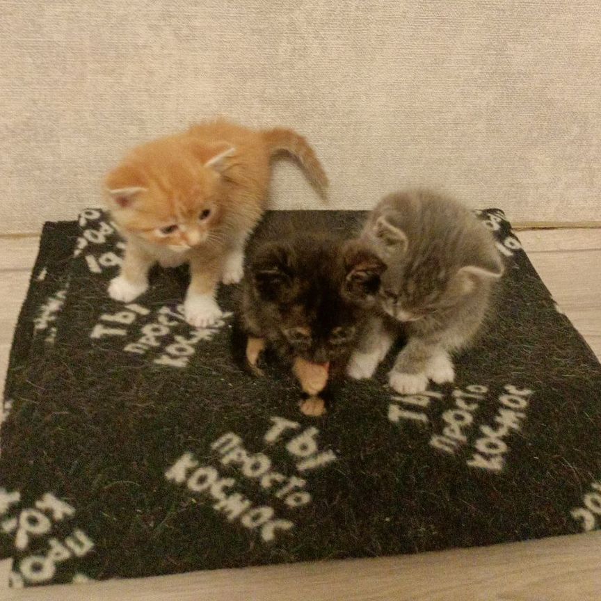 Котёнок в добрые руки