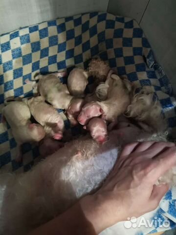 Мальтипу белые щенки