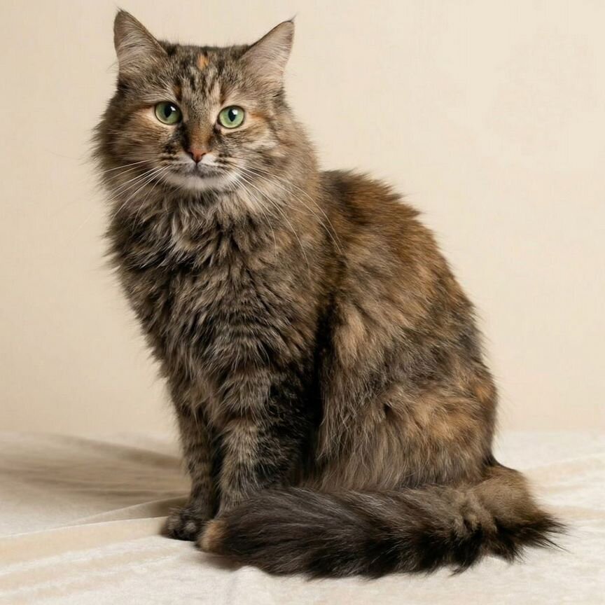 Сибирская, взрослая кошка