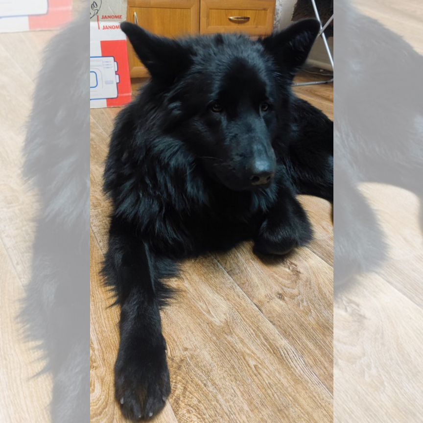 Немец вязка