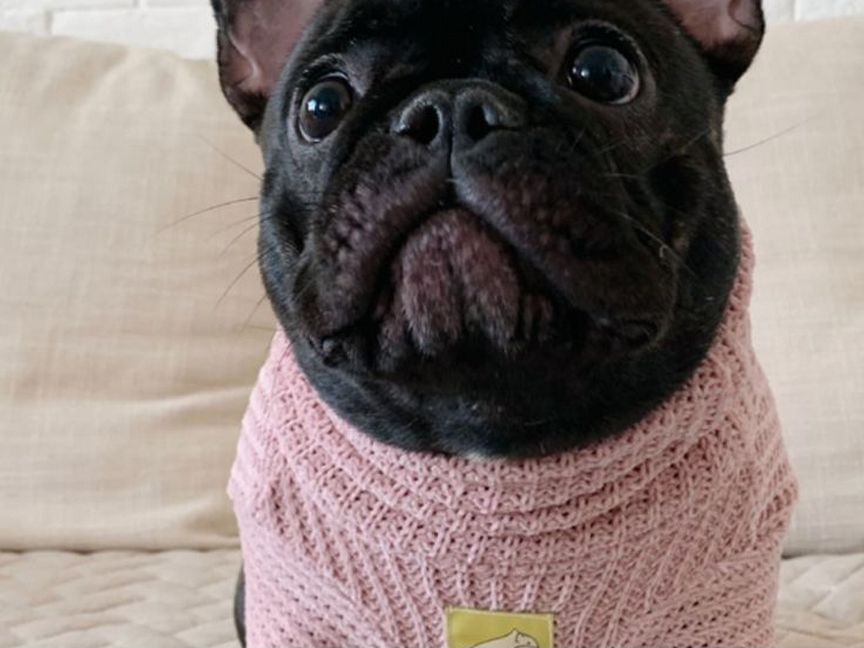 Французики бульдожки